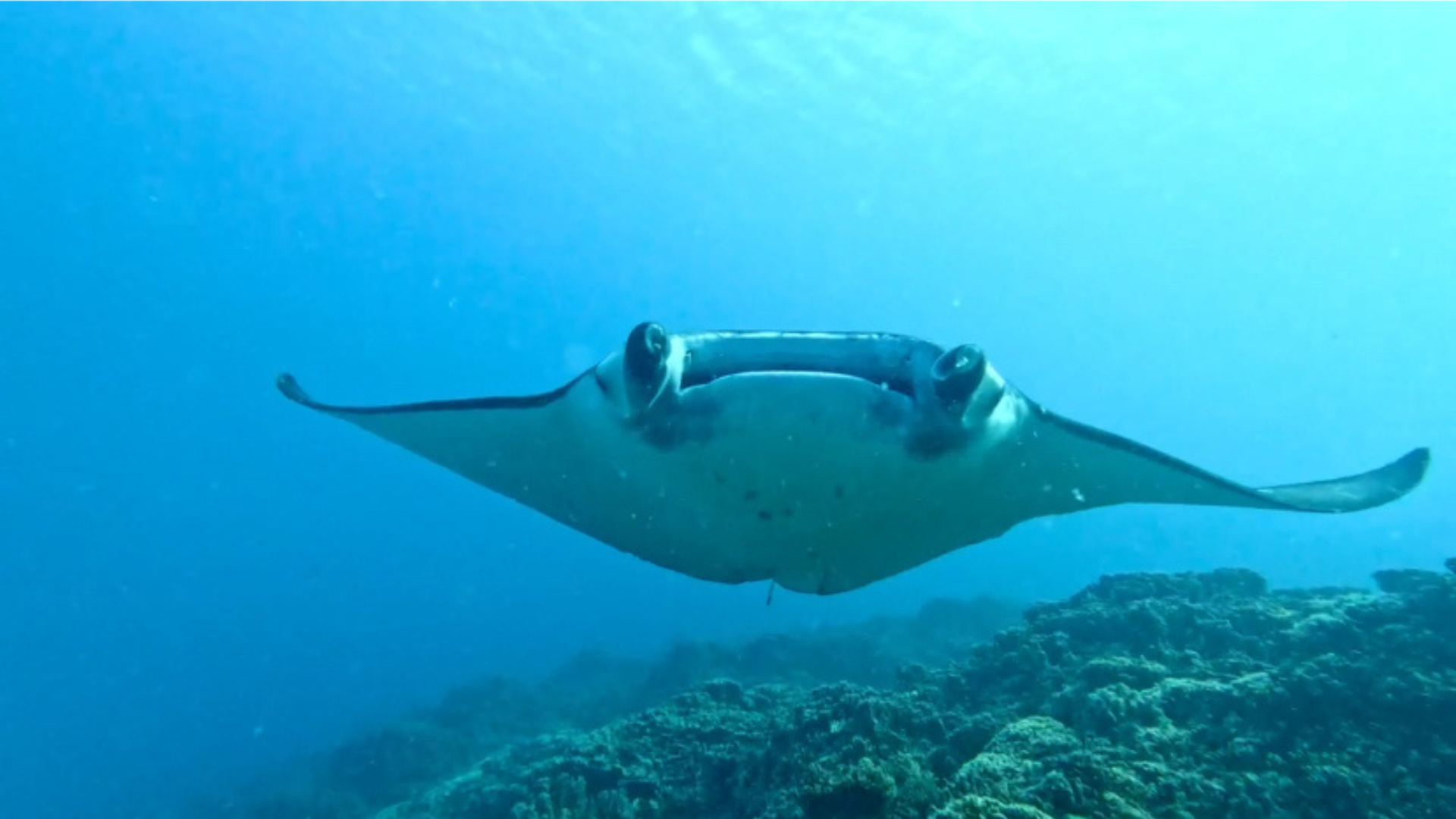 Exploring the Underwater Wonders of the Marquesas: A Diver's Paradise ...